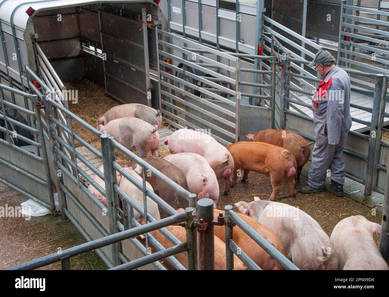 Domestic Pig, farmer loading pigs into trailer at market, Chelford ...