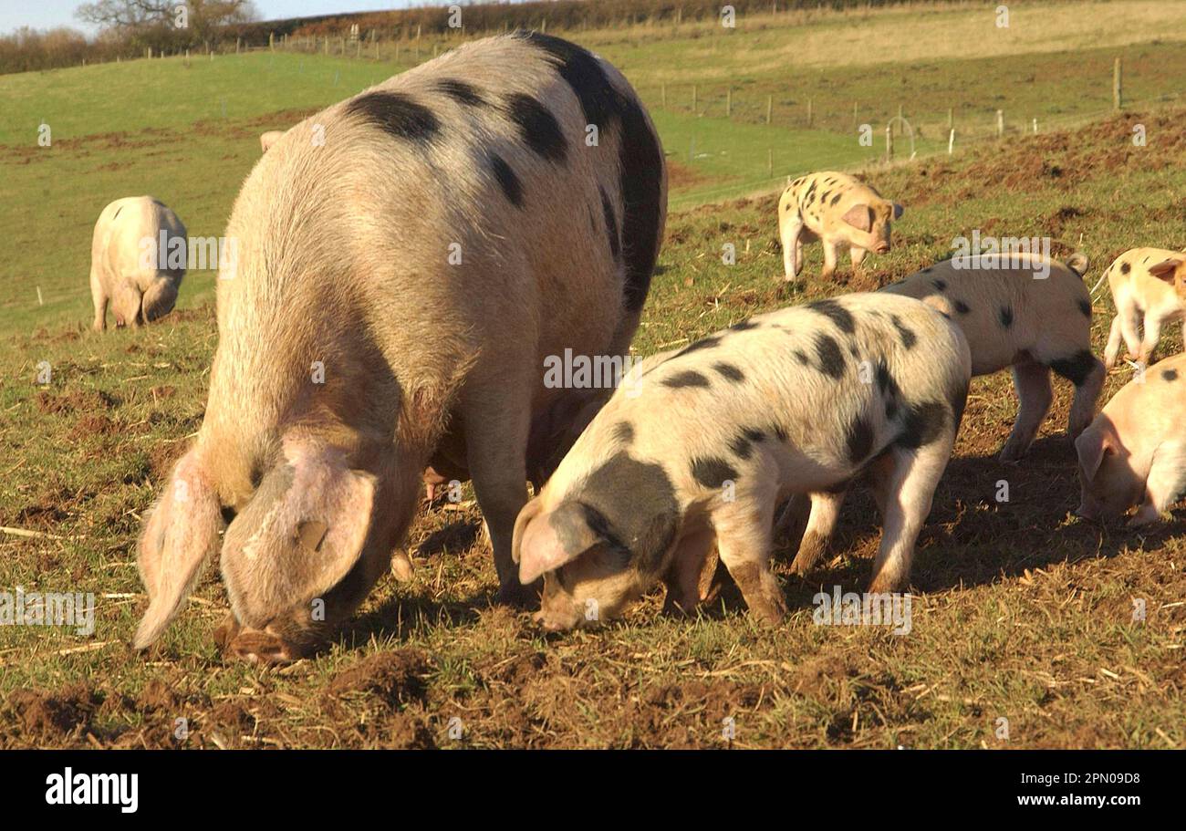 Domestic Pig, Gloucester Old Spot sow with Duroc sired piglets, rooting ...