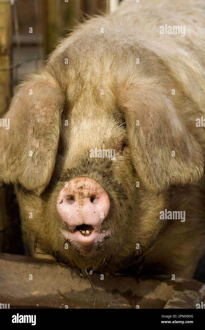 Domestic pig, Gloucester Old Spot, adult, close-up of head, drinking at ...