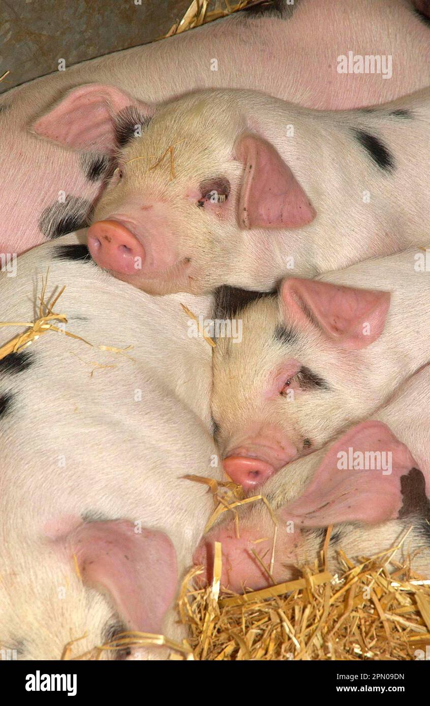 Domestic Pig, Gloucester Old Spot piglets, sleeping, close-up of heads ...