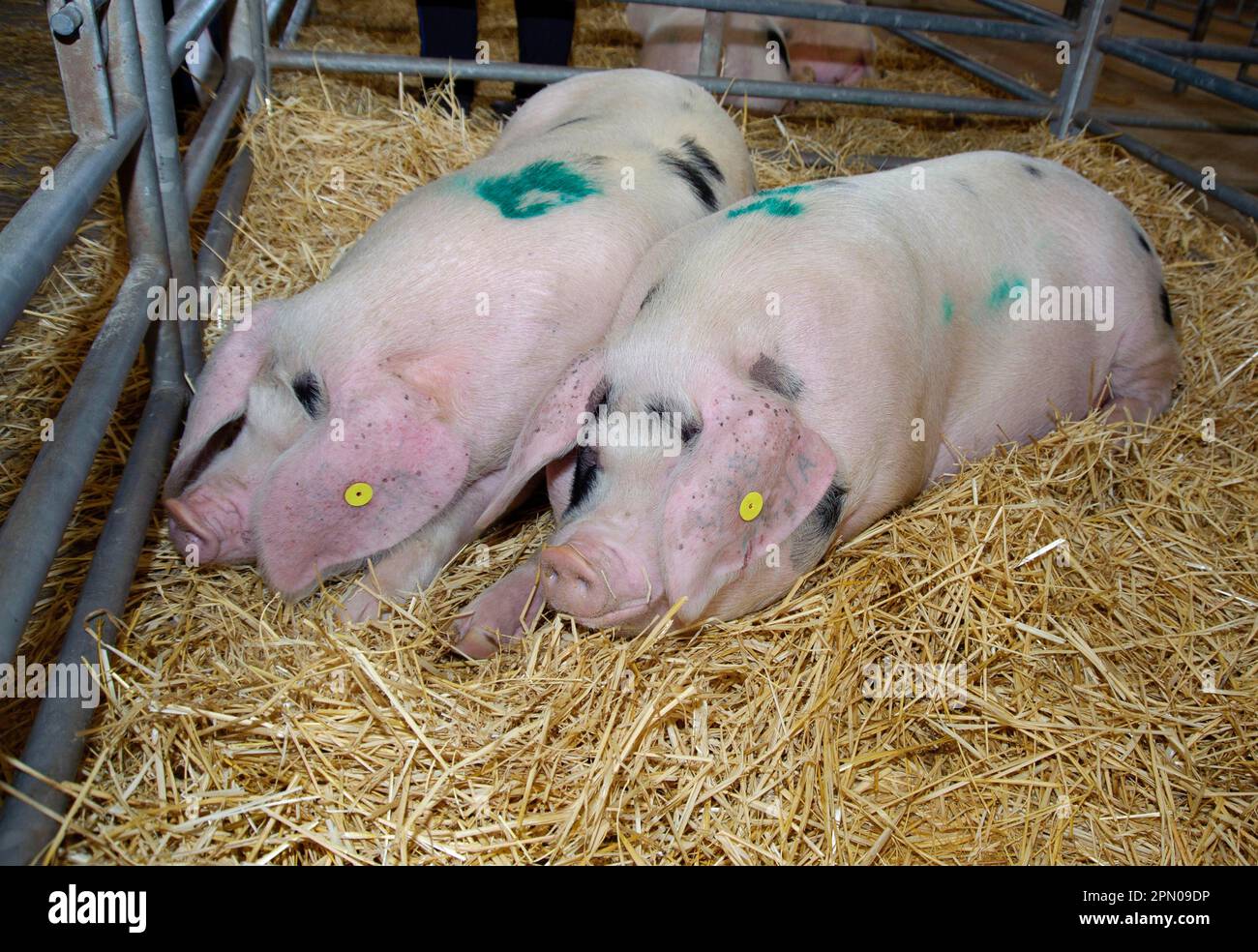 Domestic Pig, Gloucester Old Spot maiden gilts, laying on straw in pen ...
