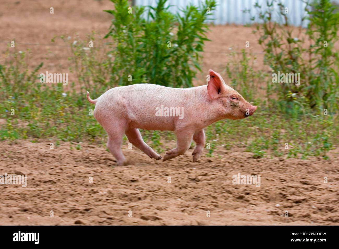 Domestic Pig, Large White x Landrace x Duroc, freerange piglet, running ...