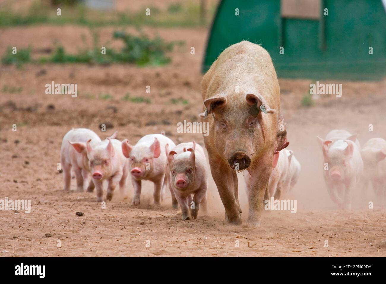 Domestic Pig, Large White x Landrace x Duroc, freerange sow with ...