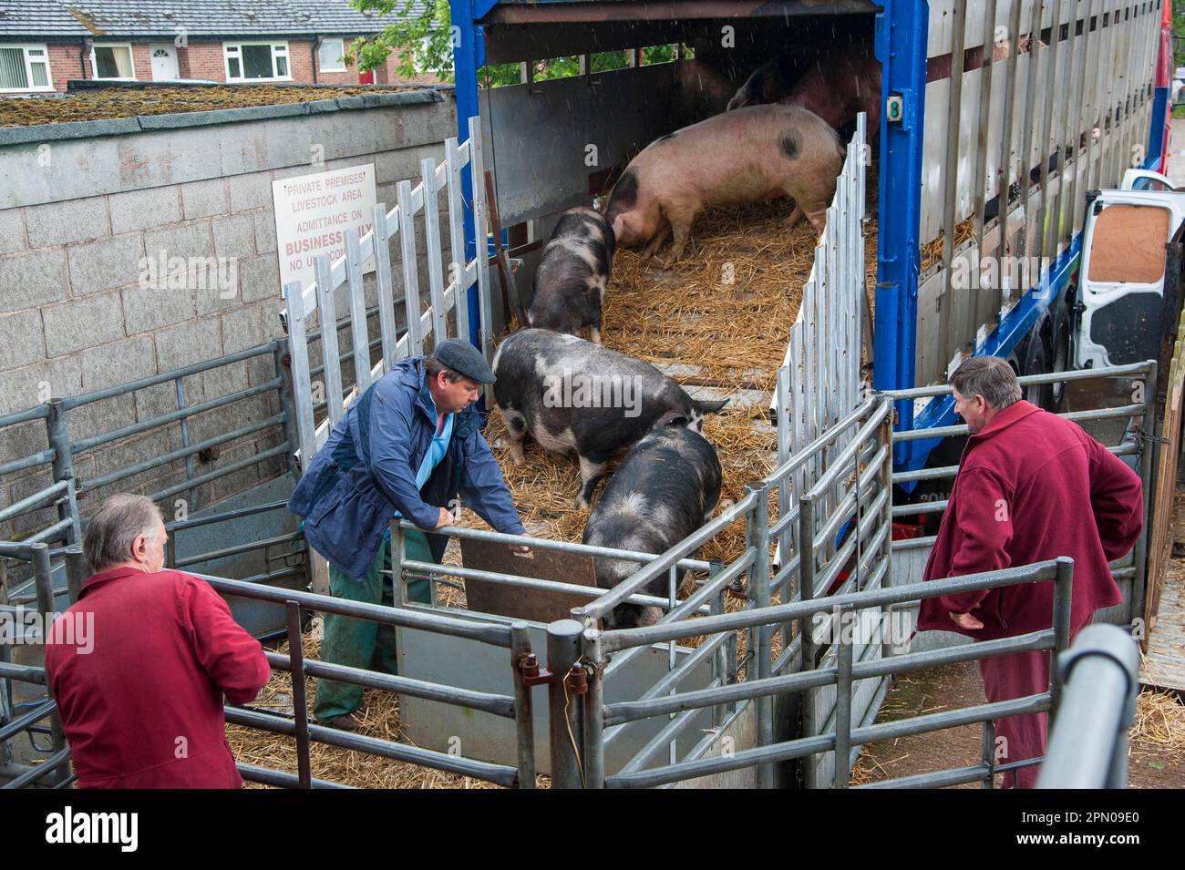 Domestic Pig, farmer loading pigs into trailer at market, Chelford ...