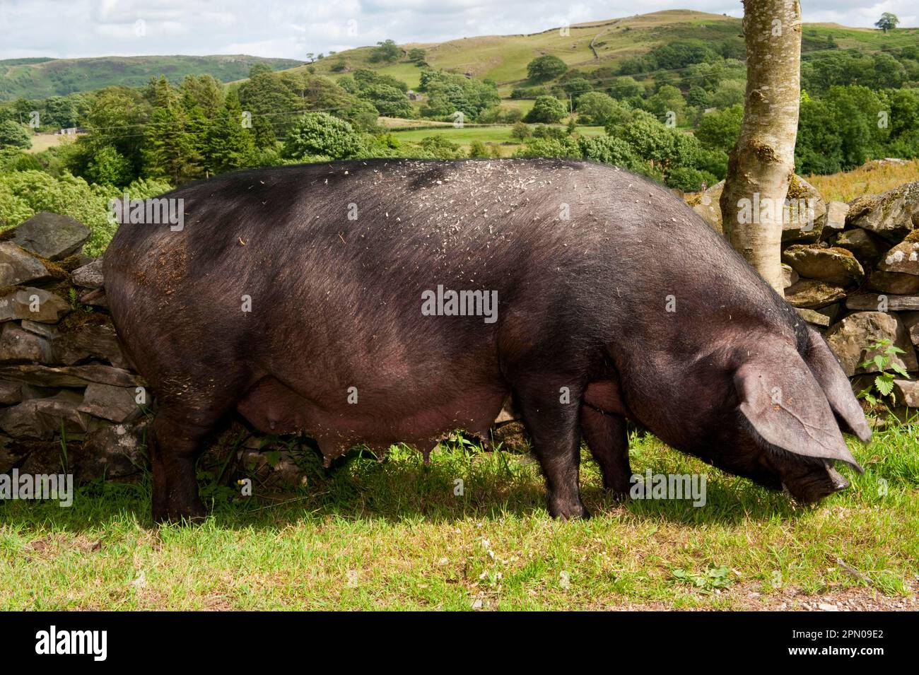 Domestic pig, Great Black Sow, grazing, standing against a dry stone ...