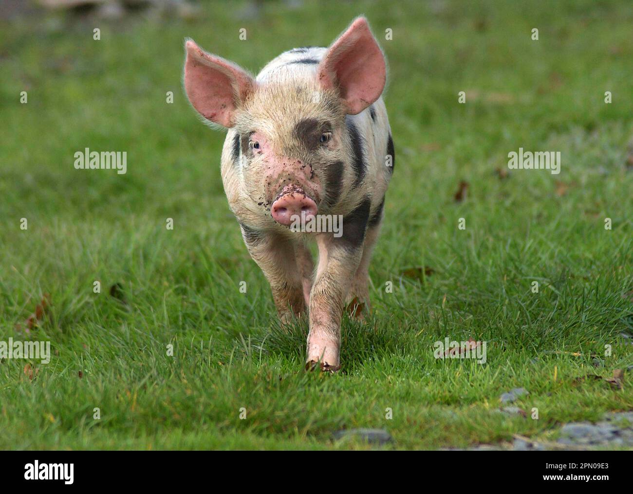 Domestic Pig, Gloucester Old Spot piglet, walking on grass, England ...