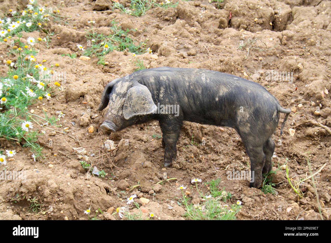 Domestic Pig, Large Black, four-week old piglet, standing in paddock ...