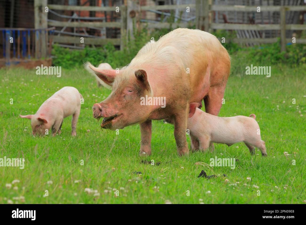 Domestic pig, Large White, free-range sow with piglets, grazing on farm ...