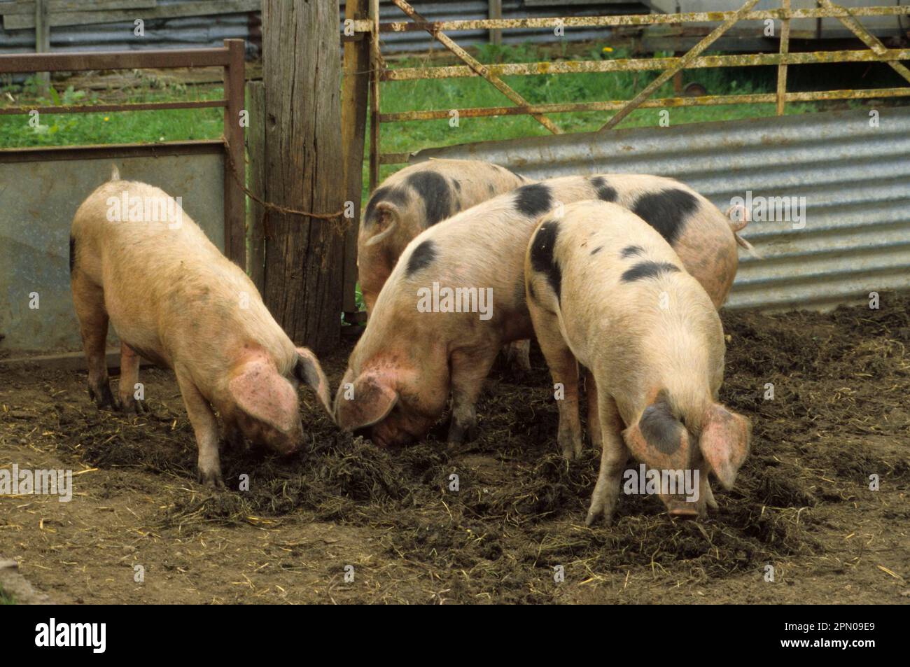 Domestic Pig Gloucester Old Spots, Rare Breeds, Four Outdoors Stock ...
