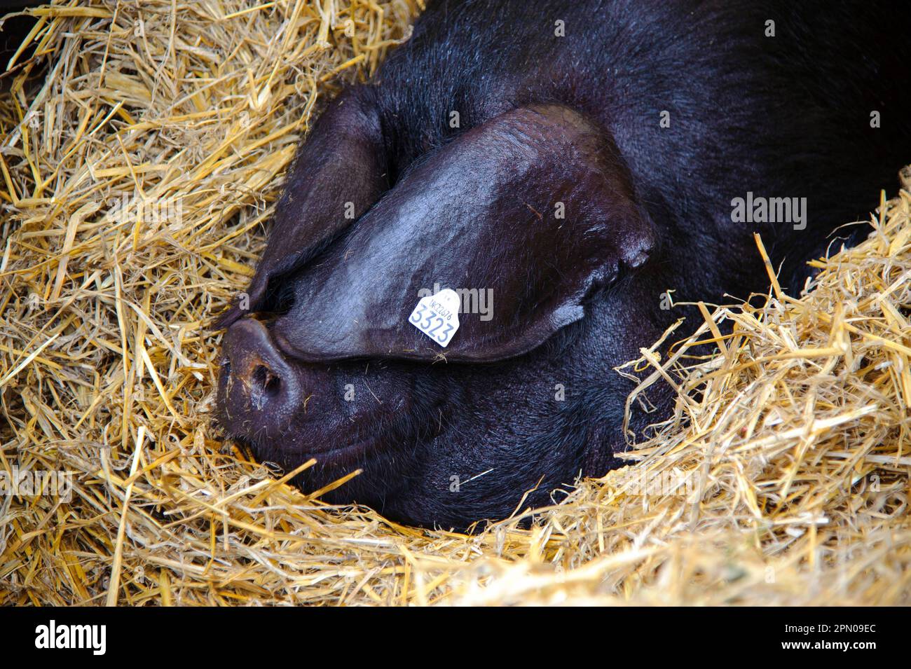 Domestic pig, large black pig, close-up of head resting on straw ...