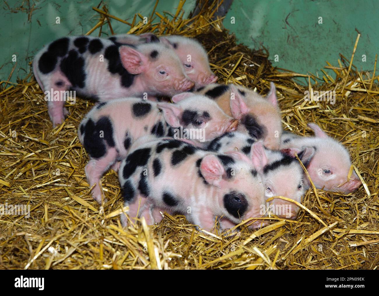 Pig litter hi-res stock photography and images - Alamy