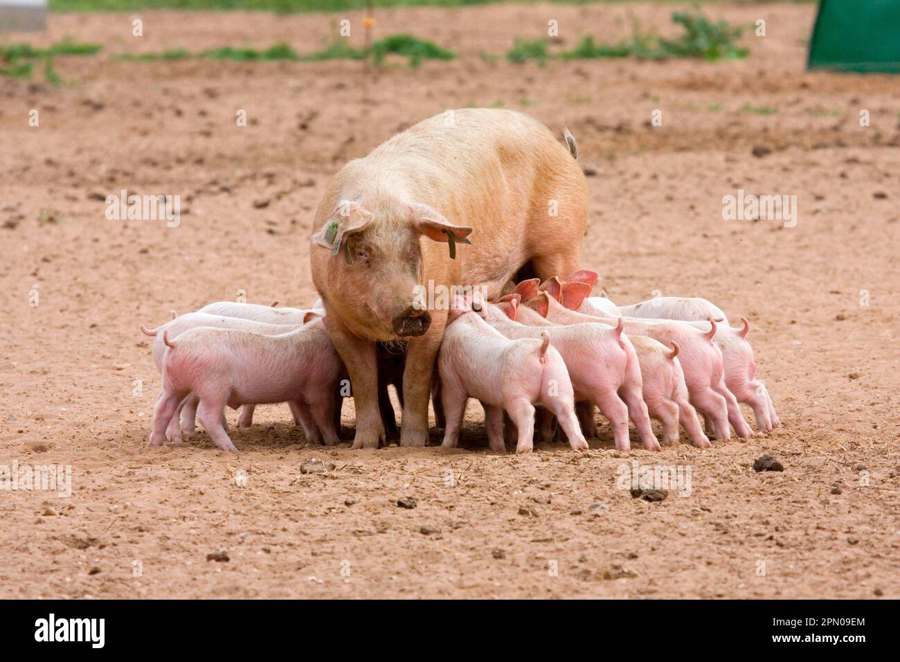 Domestic Pig, Large White x Landrace x Duroc, freerange sow with ...