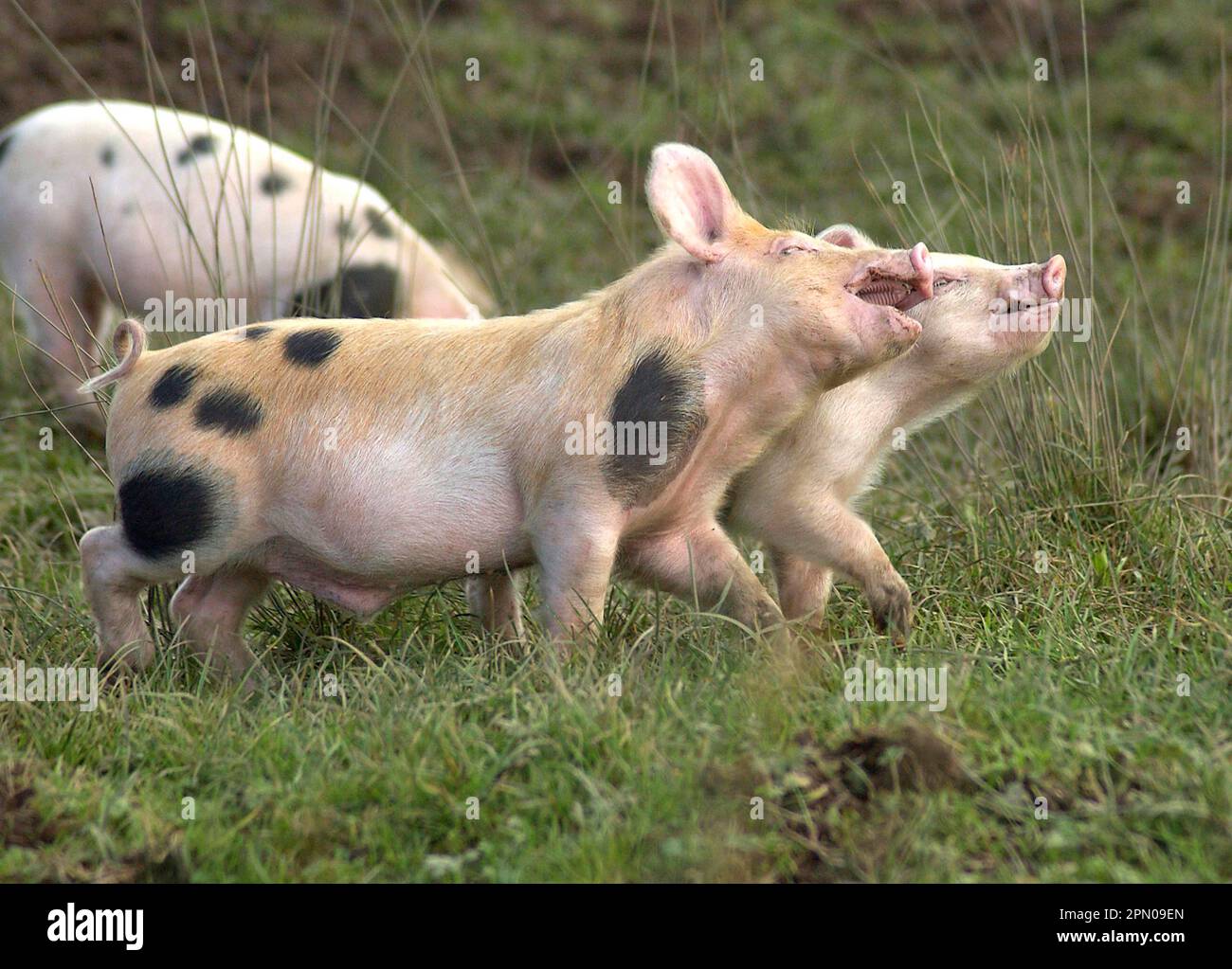 Domestic Pig, Gloucester Old Spot piglets, playing in field, England ...