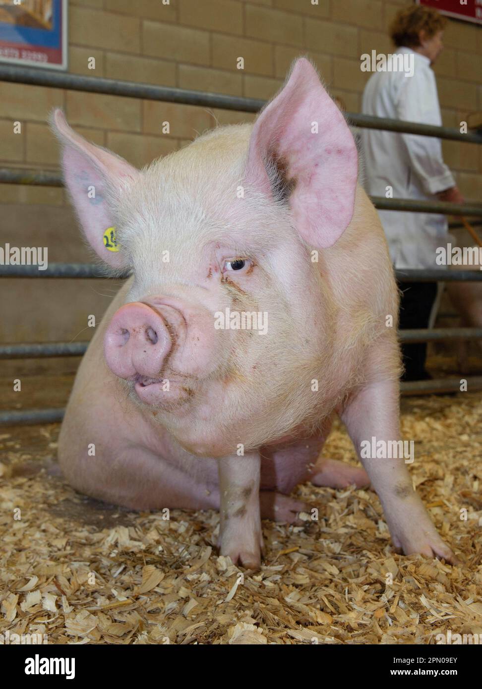 Sitting pig hi-res stock photography and images - Alamy