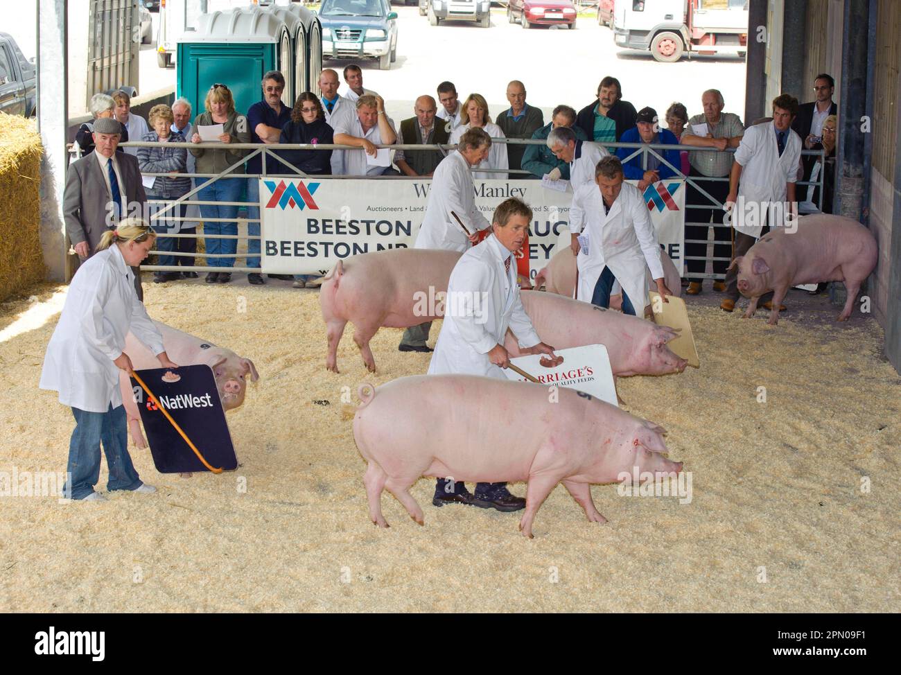 Domestic Pig, Welsh, stockmen with pigs during judging at show, Beeston ...
