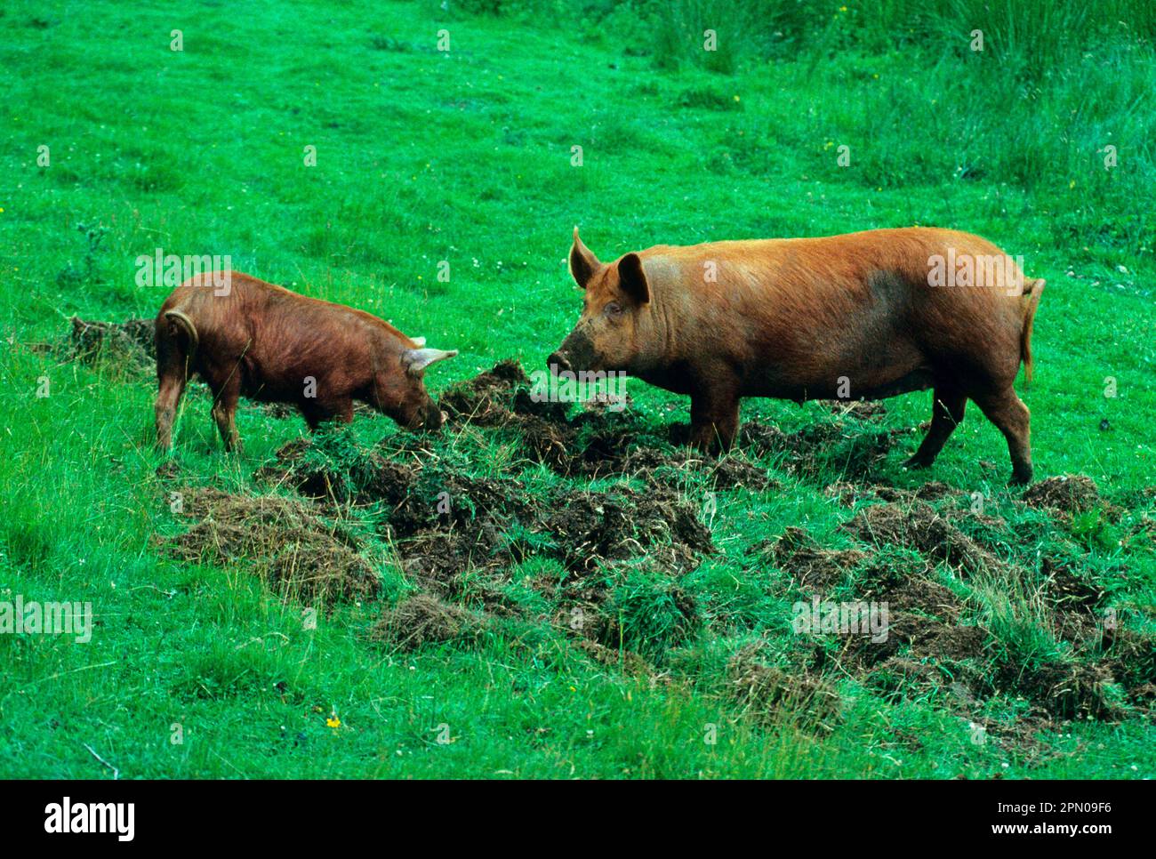 Domestic pig, Tamworth, two grassland rooted Stock Photo - Alamy