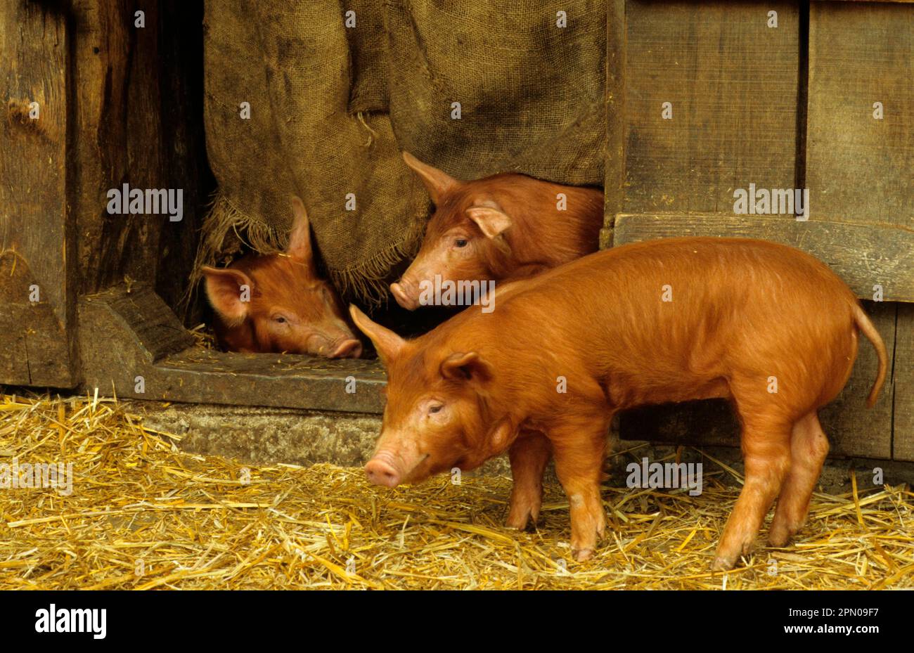 Domestic pig, Tamworth piglet in pen, England, Great Britain Stock ...