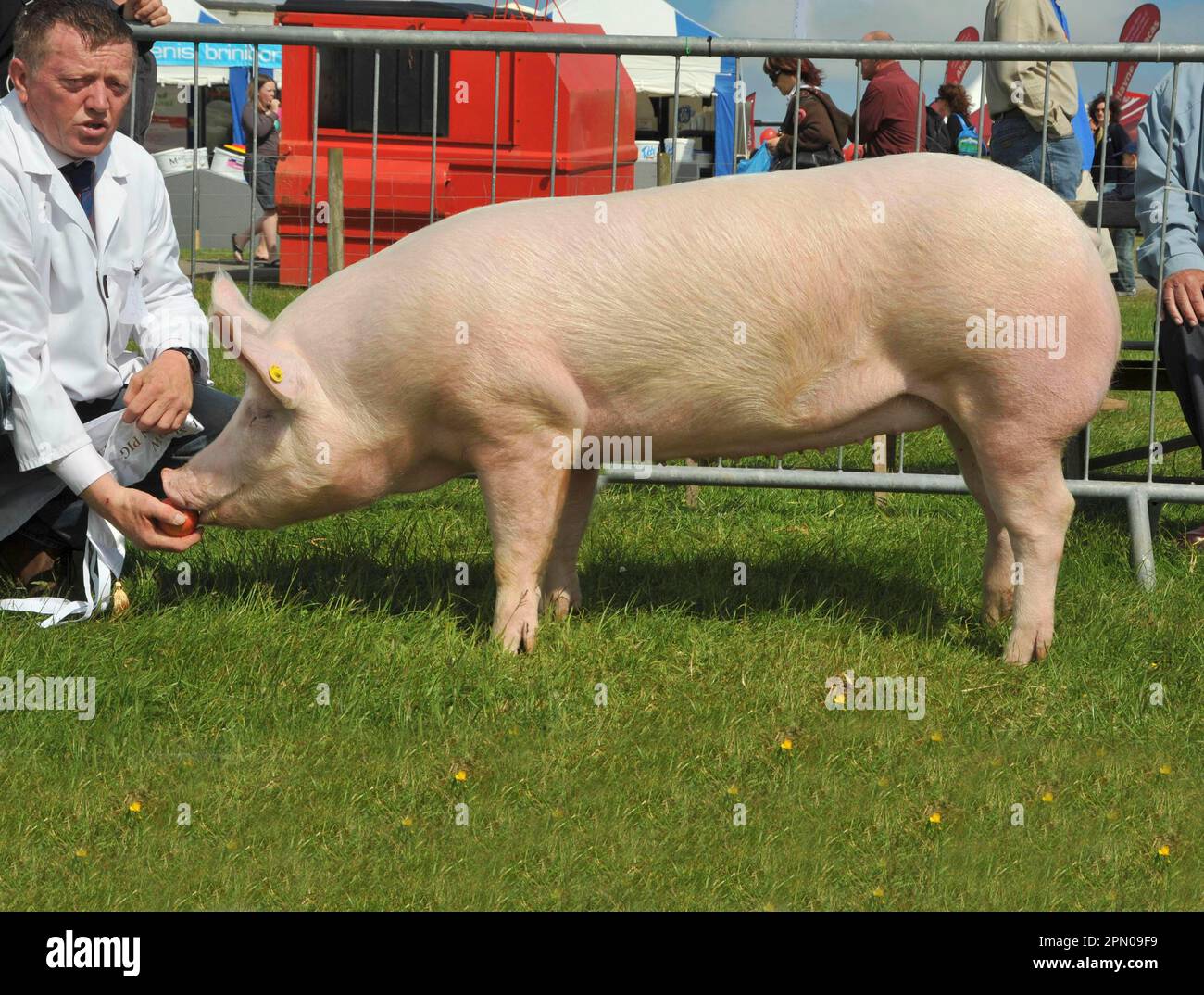 Domestic pig, Large White, wild boar, is fed apples, Reserve Champion ...