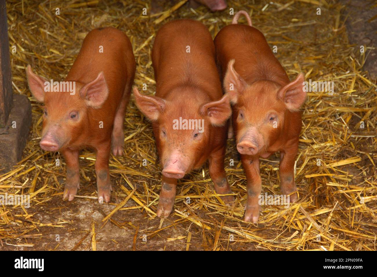 Domestic pig, Tamworth piglet, standing in a pen, England, Great ...