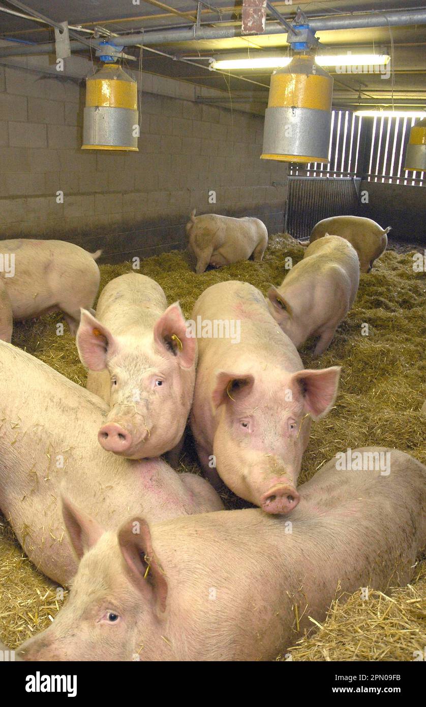 Domestic pig, large white sows, in straw yard with overhead dump ...