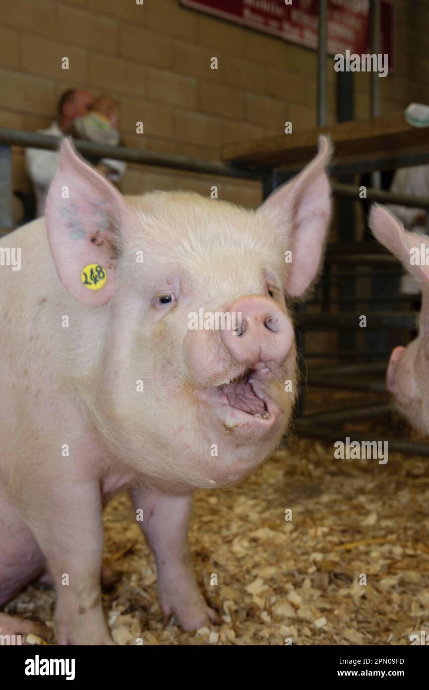 Domestic Pig, Middle White gilt, with mouth open, sitting in pen ...