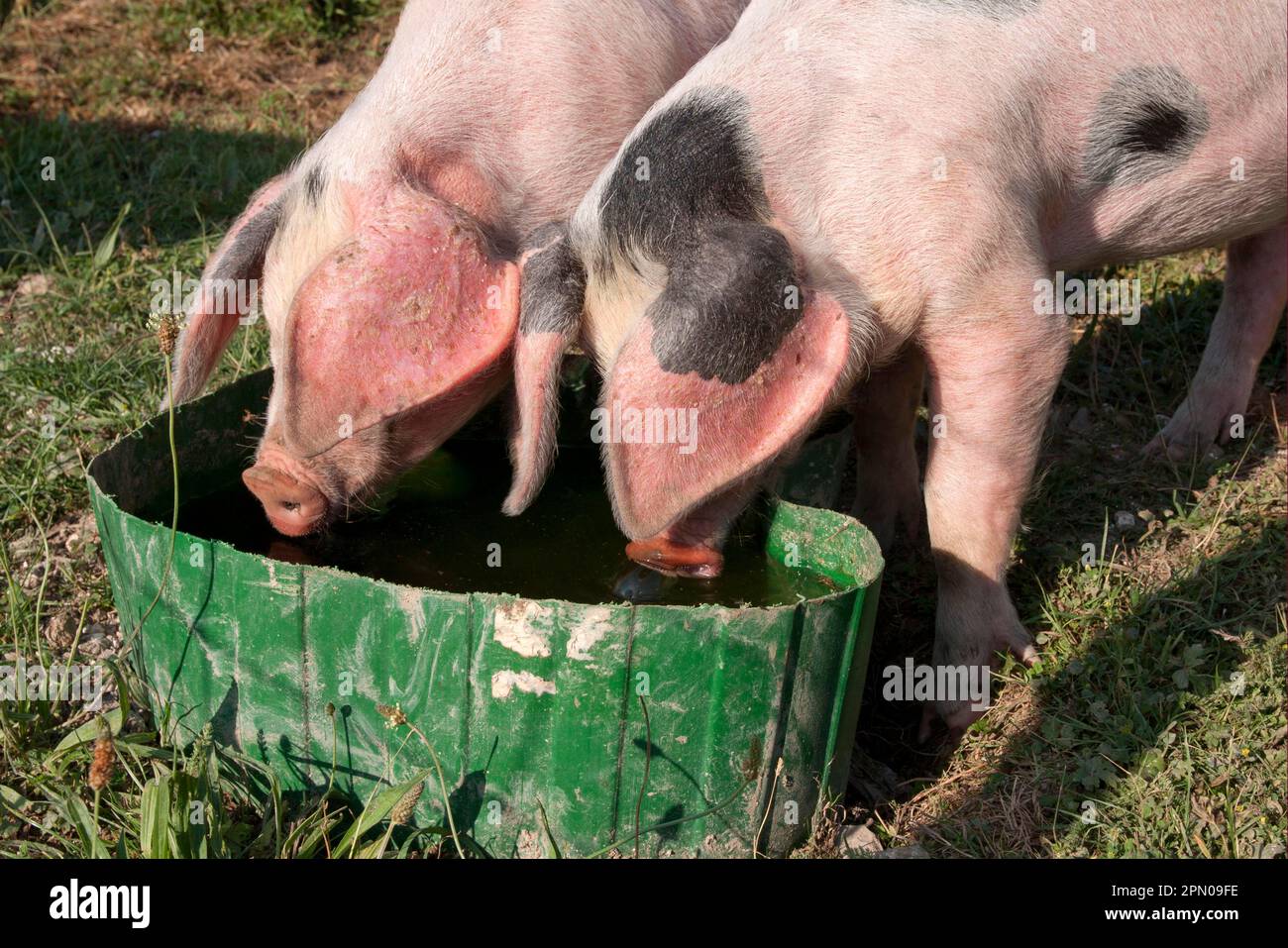 Domestic pig, Gloucester Old Spot piglet, drinking from tub, free range ...