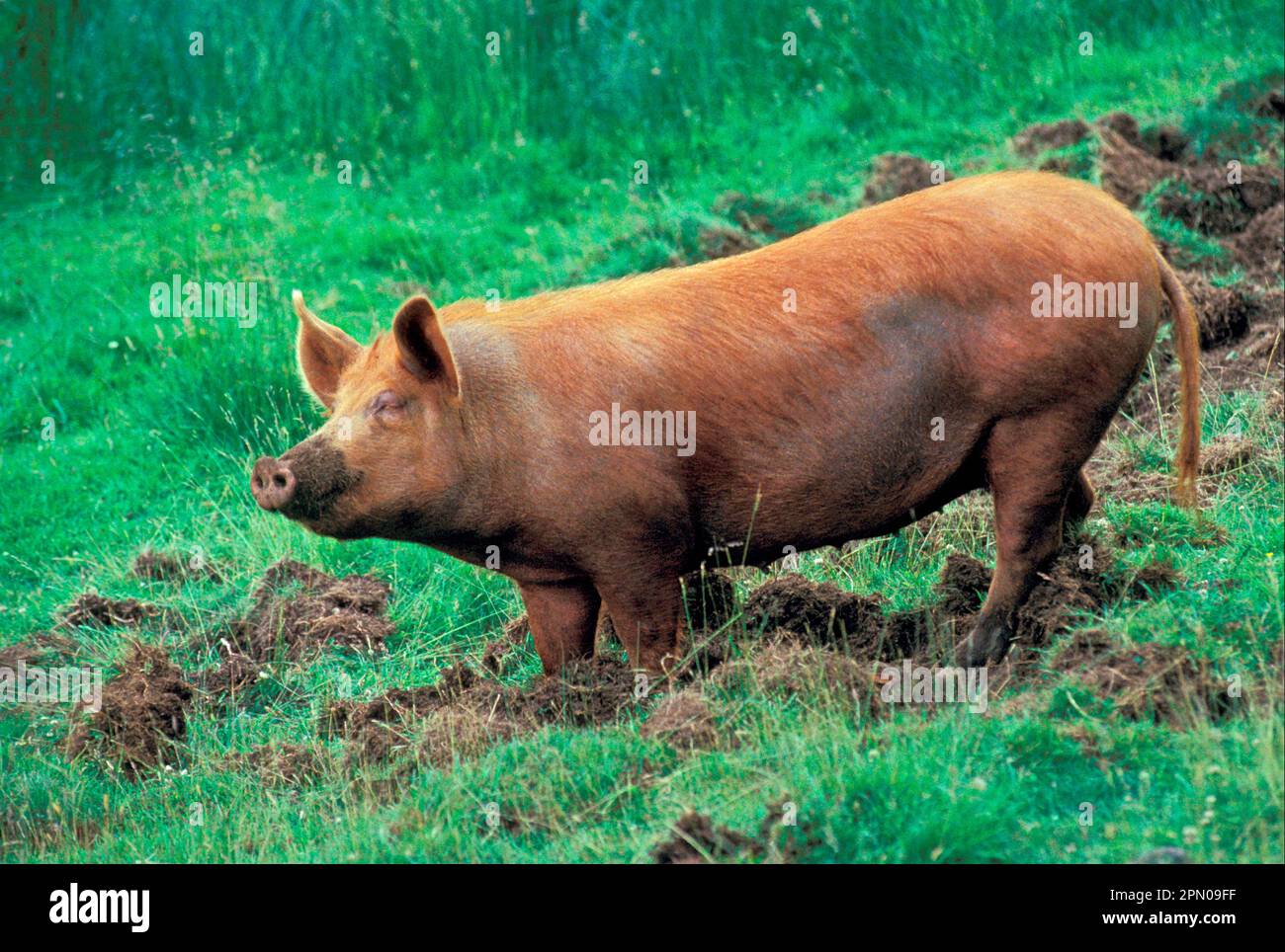 Domestic pig, Tamworth rooted in grassland, earth on snout Stock Photo ...