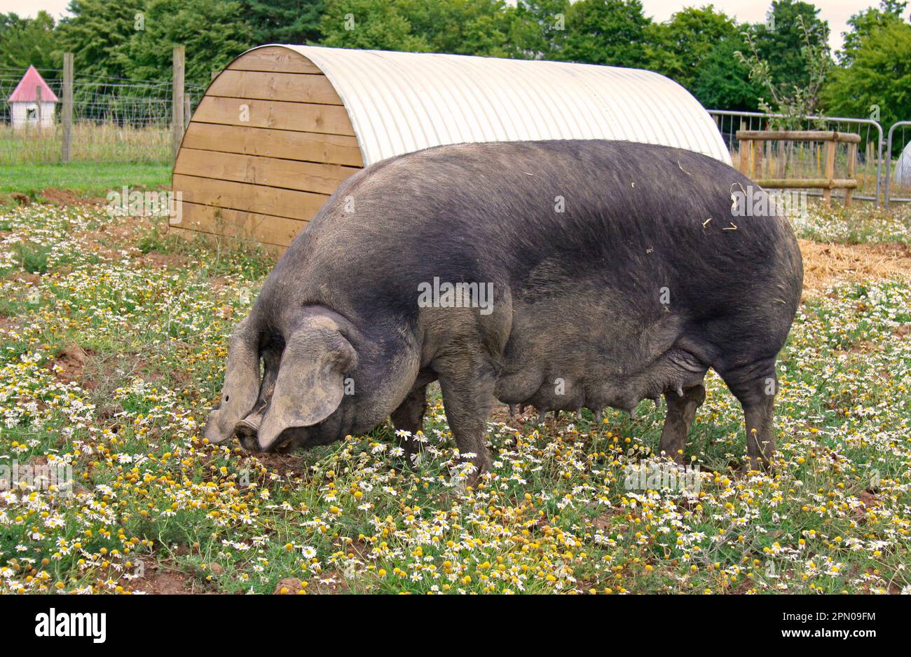 Domestic Pig, Large Black sow, standing in paddock beside arc, with ...