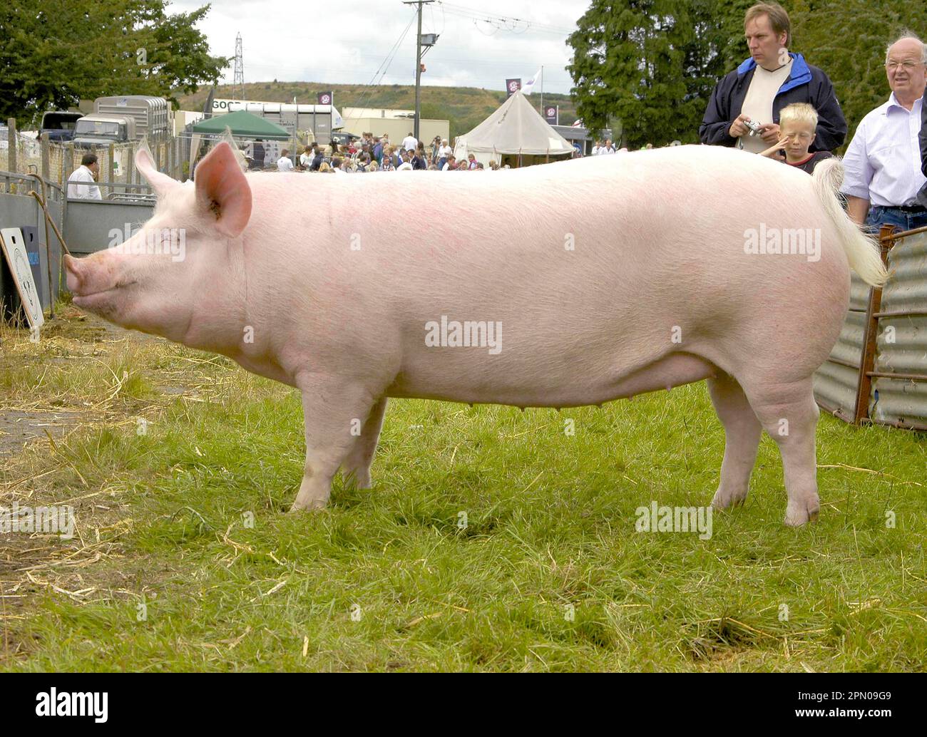 Domestic pig, large white gilt, 'Soundvilla Fanny 62', Breed Champion ...