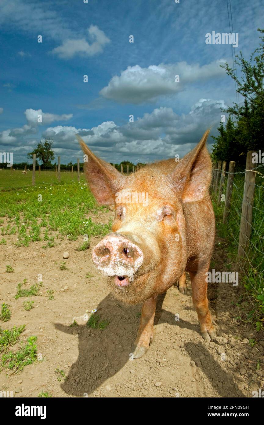 Domestic pig, Tamworth, free-range sow, standing next to wire fence in ...