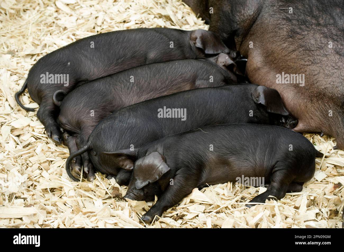 British black piglets hi-res stock photography and images - Alamy