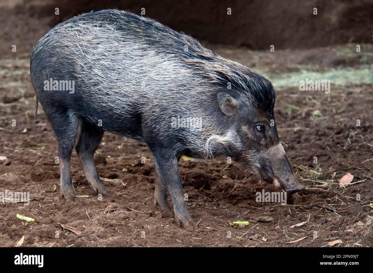 Visayan Warty visayan warty pig (Sus cebifrons) immature, standing on ...
