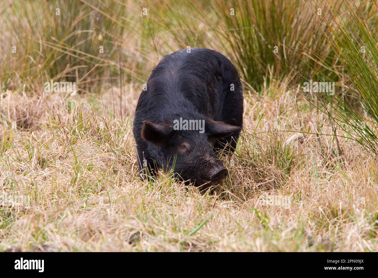 Spanish black pig Stock Photo - Alamy