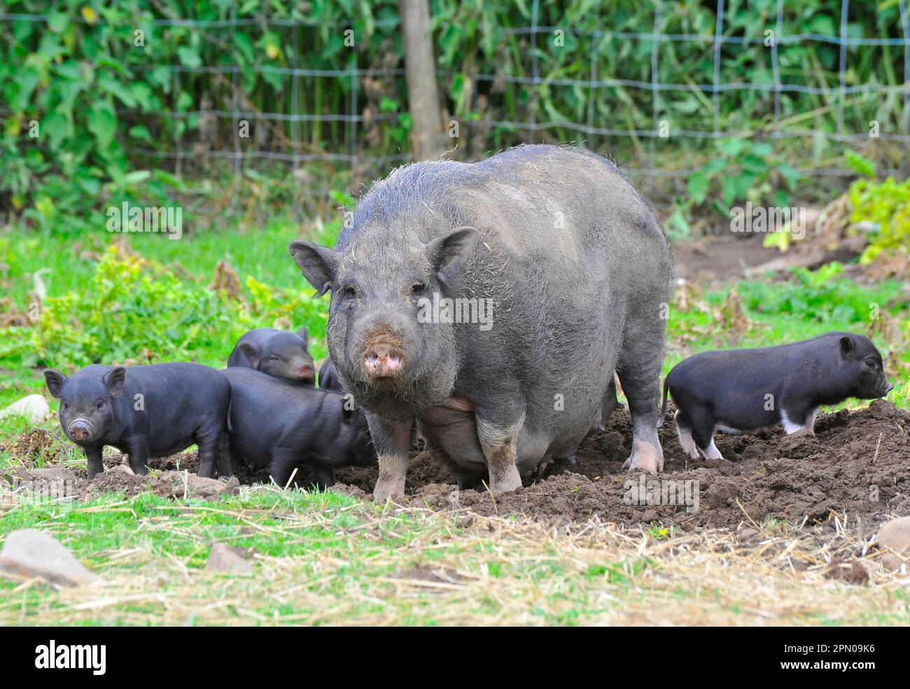 Domestic pig, Vietnamese pot-bellied pig, sow with piglets, standing in ...
