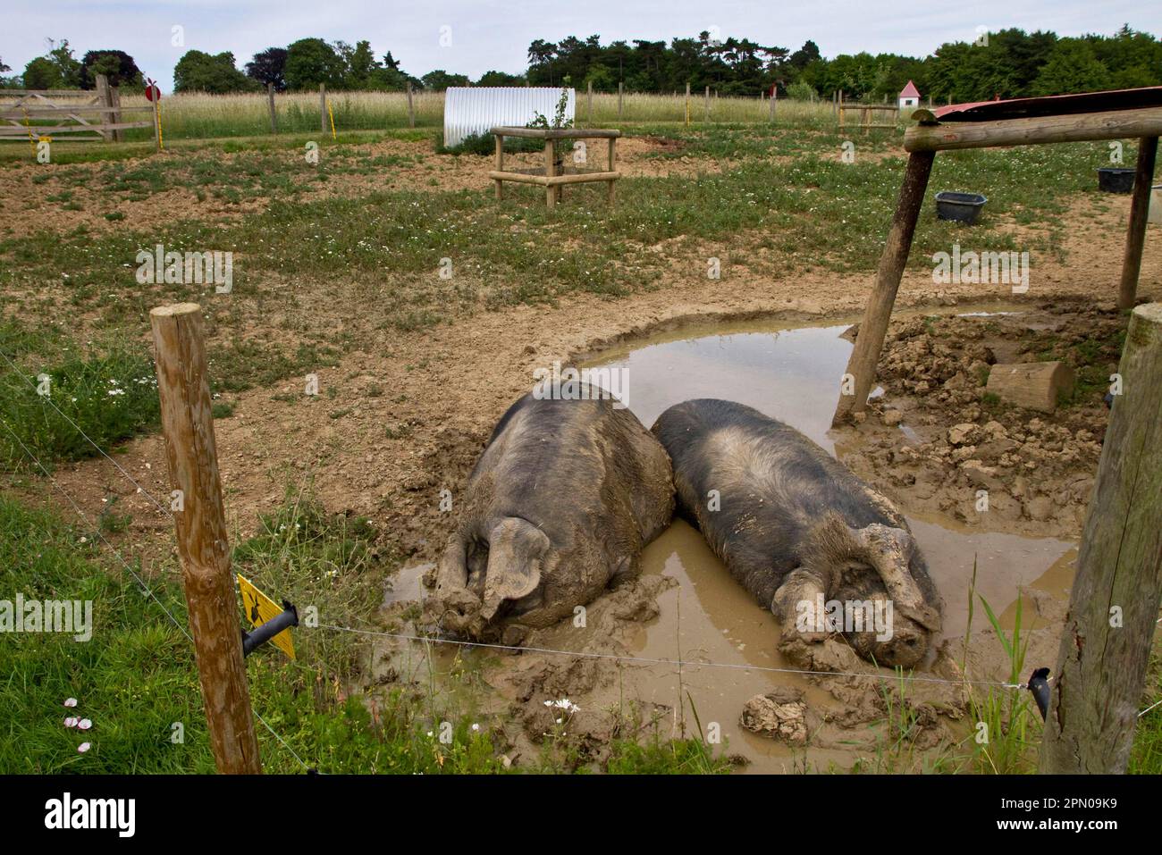 Two big black pigs in mud shoes, both are sows Stock Photo - Alamy
