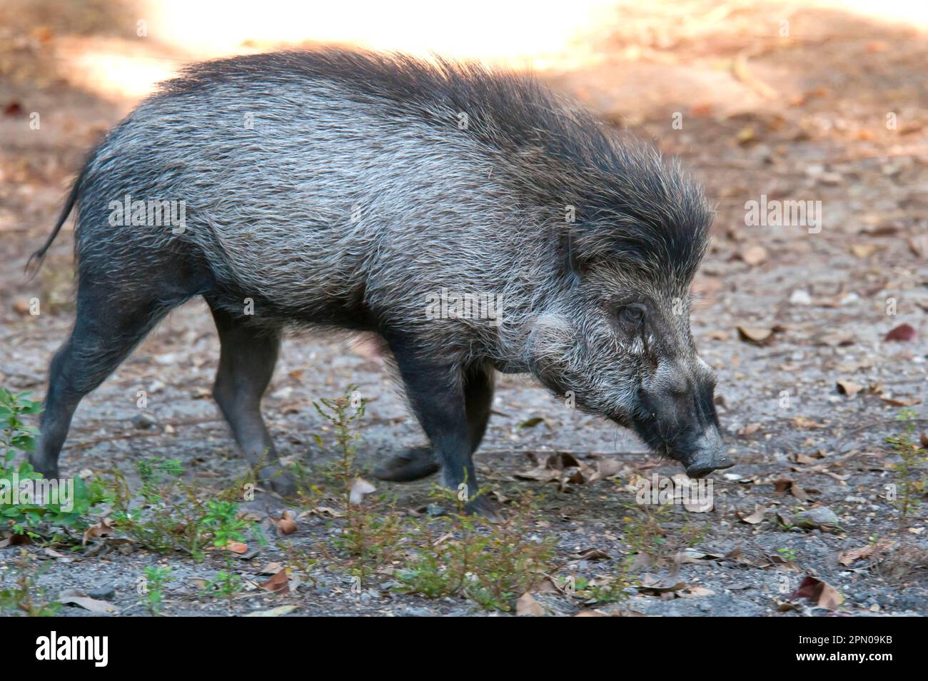 Visayan warty pig (Sus cebifrons) adult, walking (in captivity Stock ...