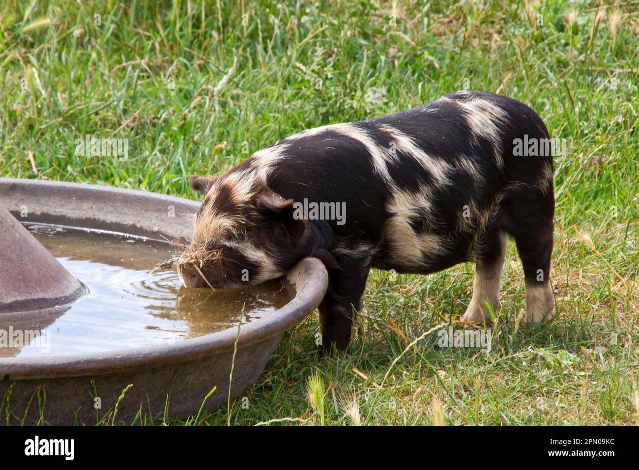 Kune-Kune piglets at Waterier Stock Photo - Alamy