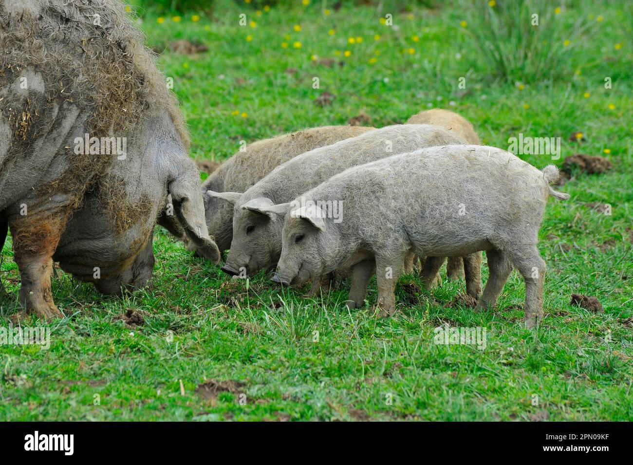 Domestic pig, Mangalitsa, sow with piglets, foraging in the paddock ...