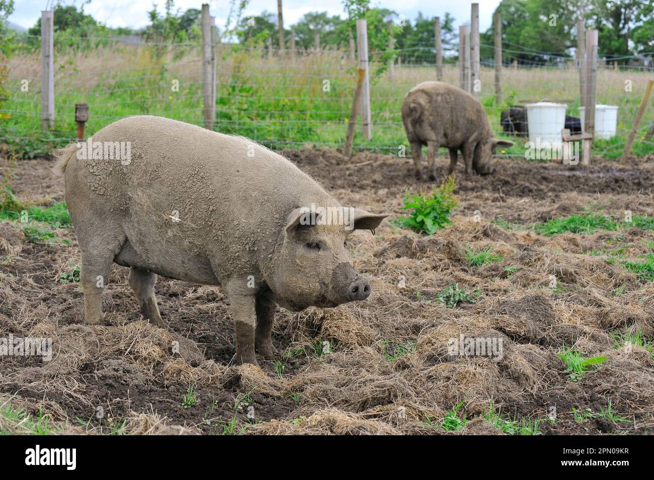 Animal rooting hi-res stock photography and images - Alamy