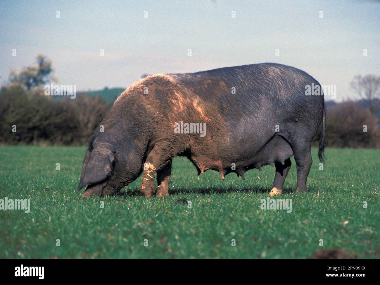 Wessex saddleback pig hi-res stock photography and images - Alamy