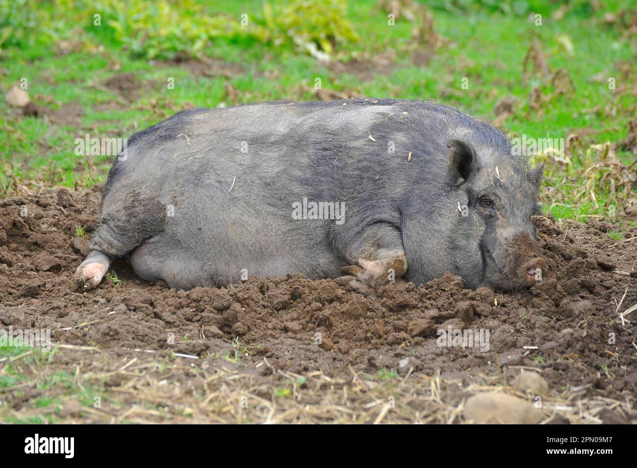 Domestic pig, Vietnamese pot-bellied pig, sow, resting on mud in ...