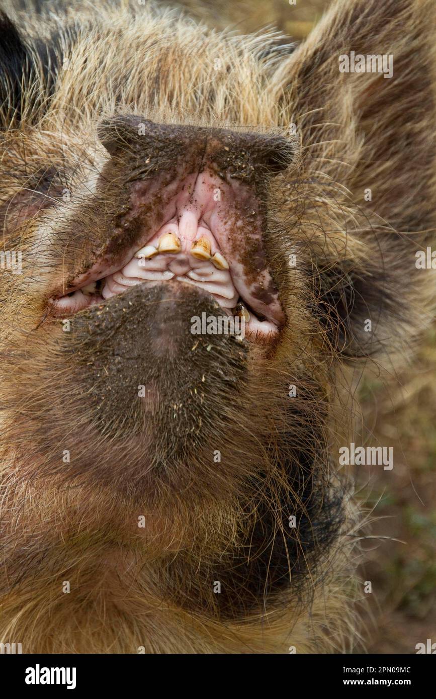Pig open mouth hi-res stock photography and images - Alamy