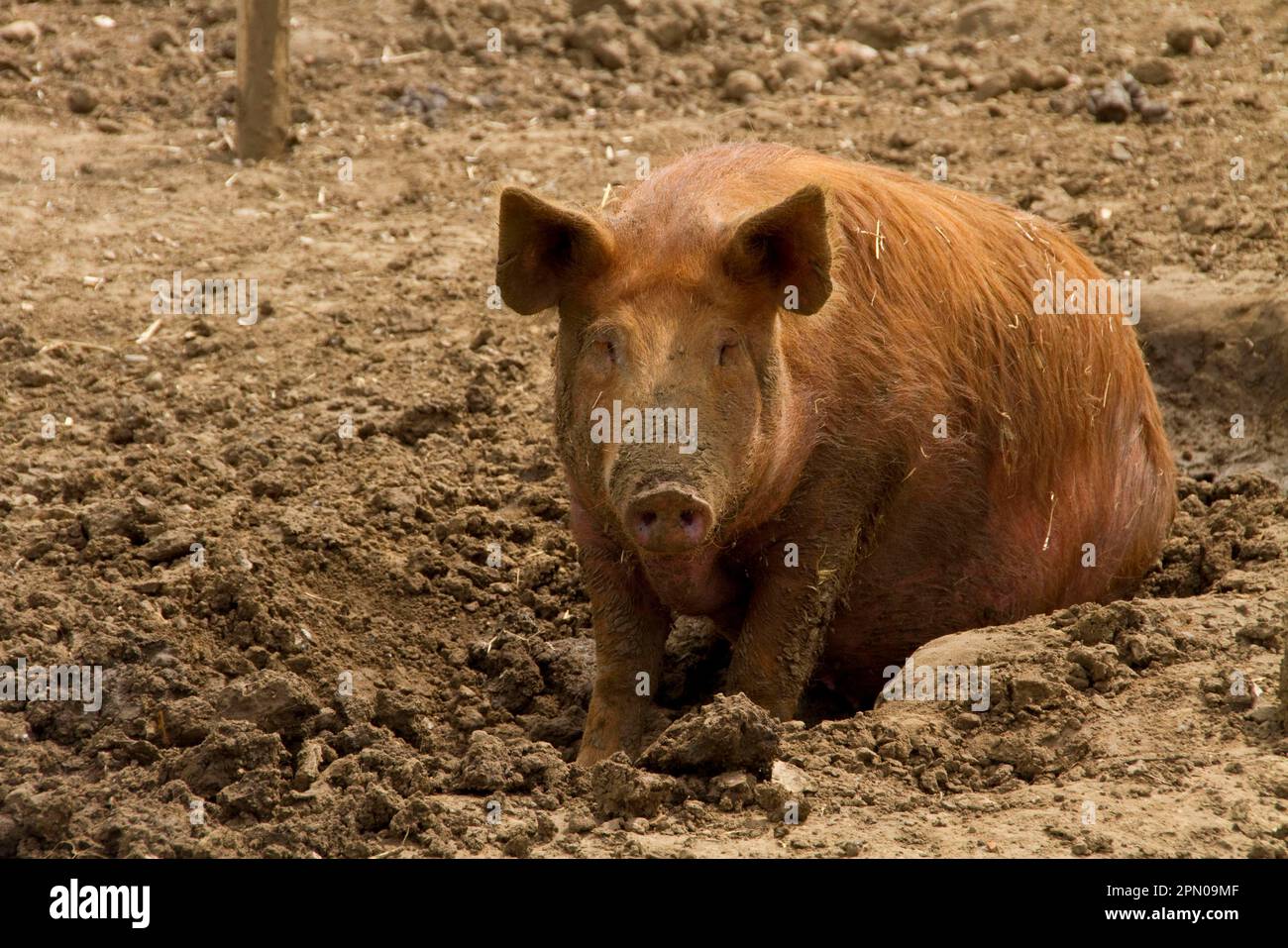Pig in the mud hi-res stock photography and images - Alamy