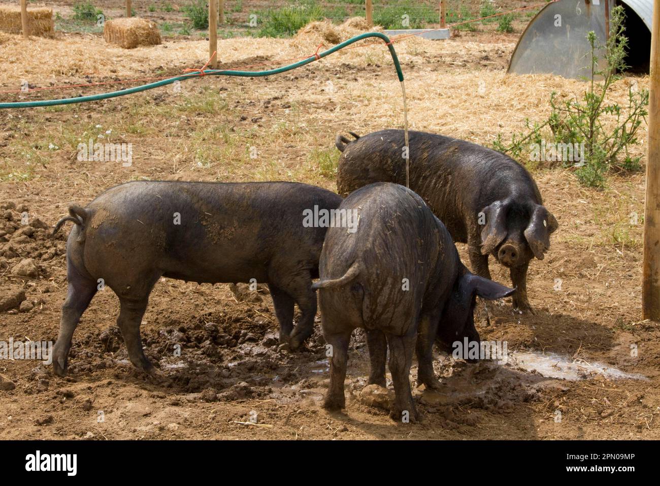 Big black pigs drinking from hose pipe Stock Photo - Alamy