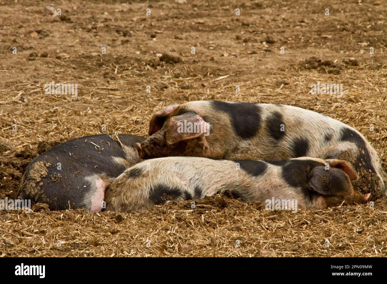 Pig gloucestershire old spot hi-res stock photography and images - Alamy