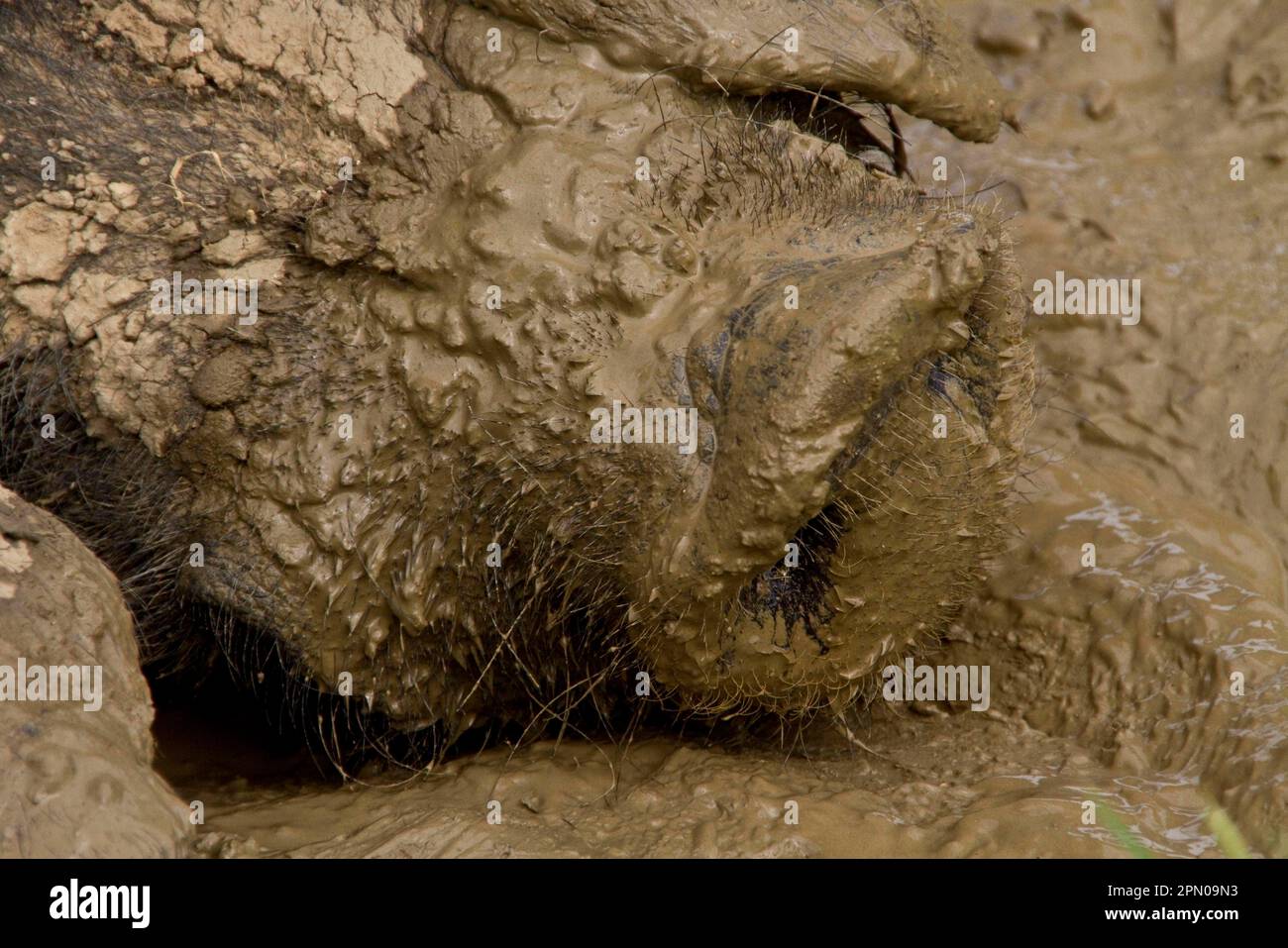 Big Black Pig in Mud Shoal Stock Photo - Alamy
