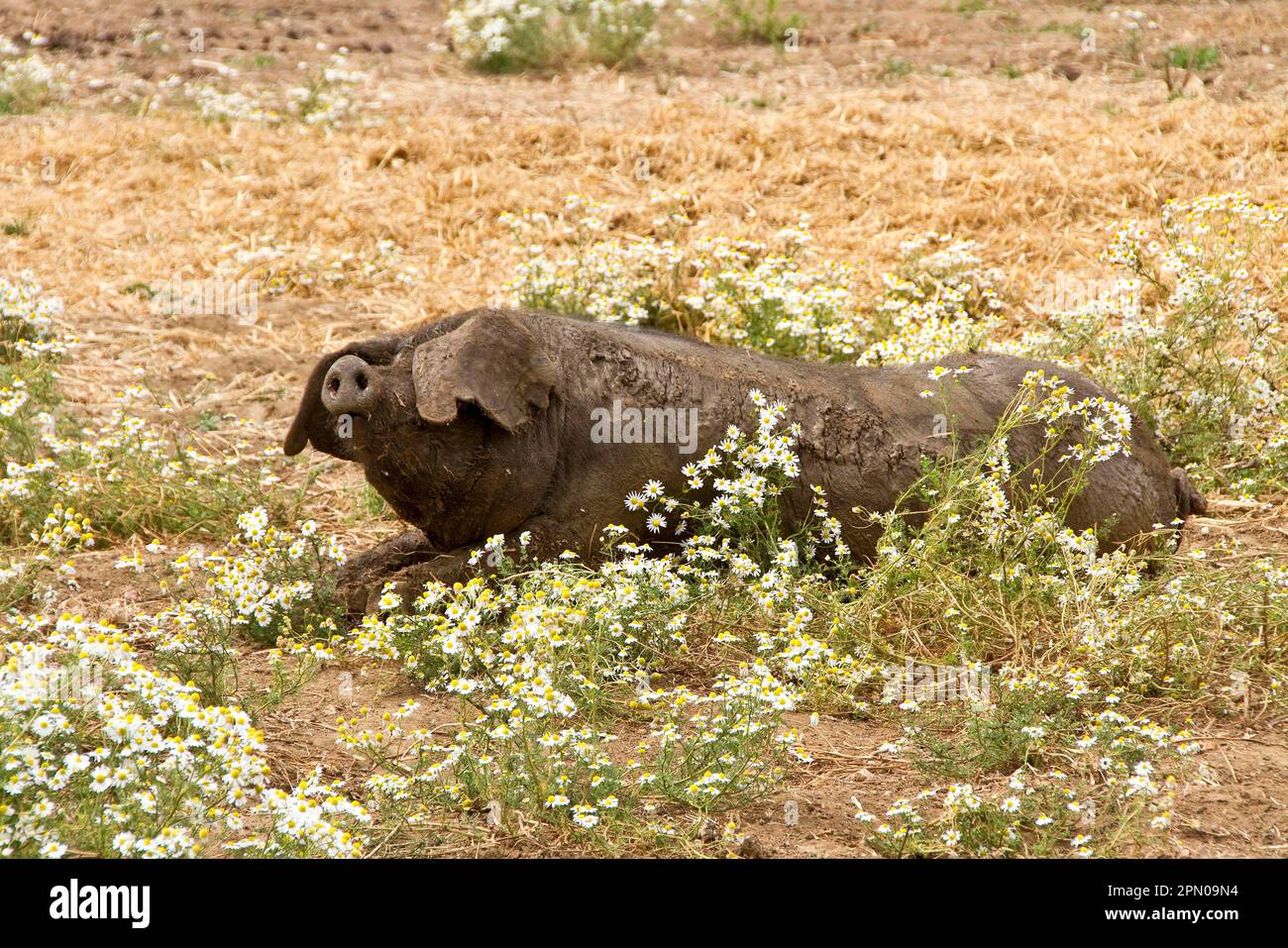 Black pig resting hi-res stock photography and images - Alamy