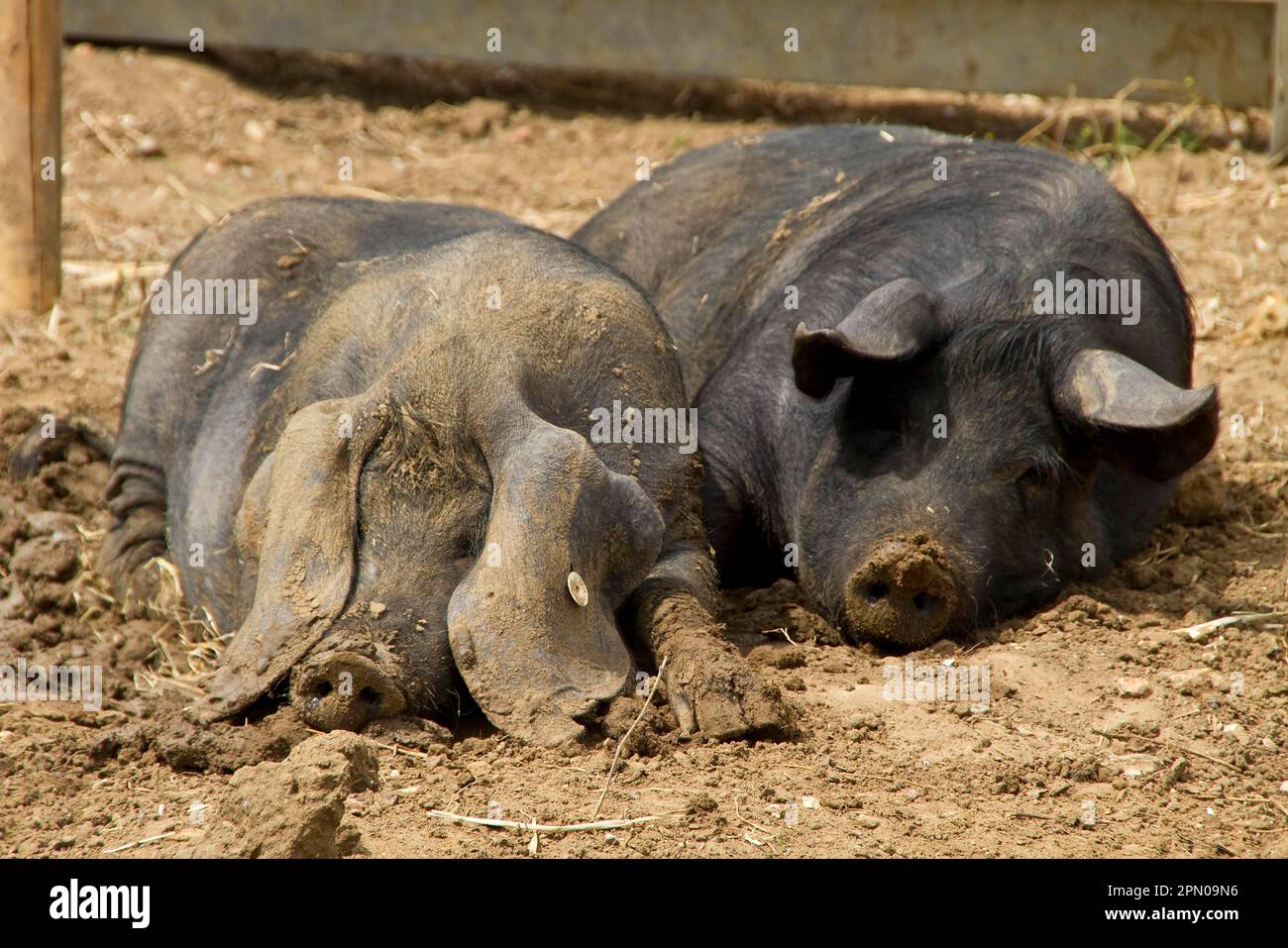 Two big black pigs resting Stock Photo - Alamy