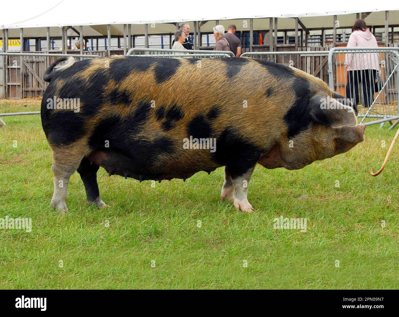 Domestic pig, Oxford Sandy and Black sow, 'Cwmnanthia XVII Cynthia ...