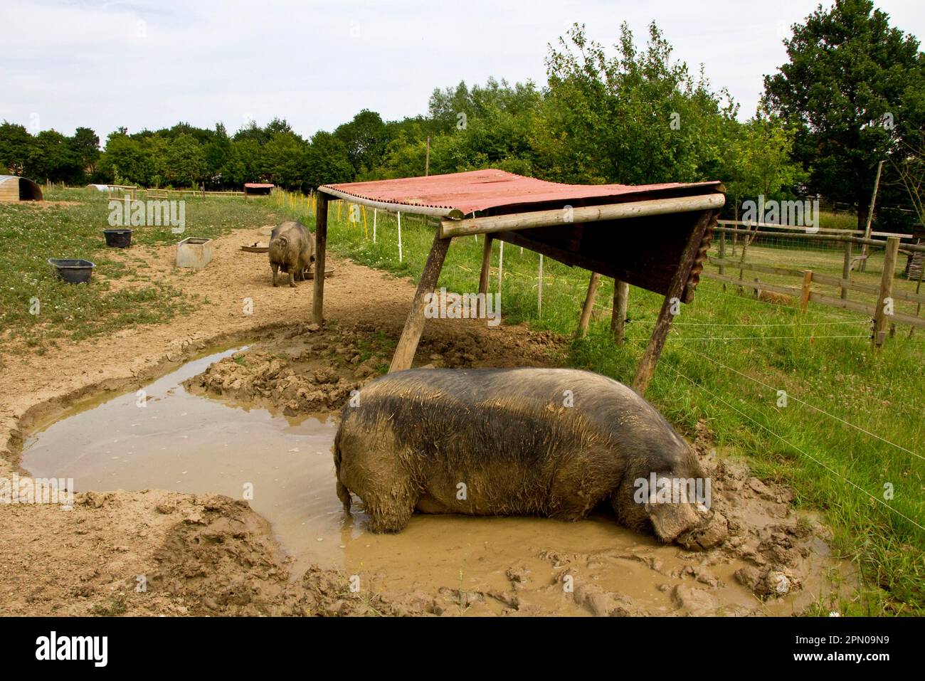 Big Black Pig in Mud Shoal Stock Photo - Alamy